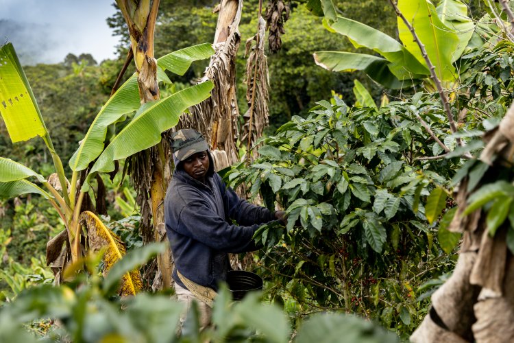 Het verdiende loon dat betaald wordt door Joffee