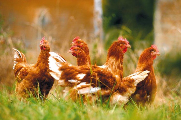 Label Rouge: rustieke boerkippenrassen met respect voor dierenwelzijn