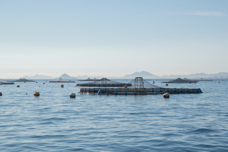 Regenerative ocean farming