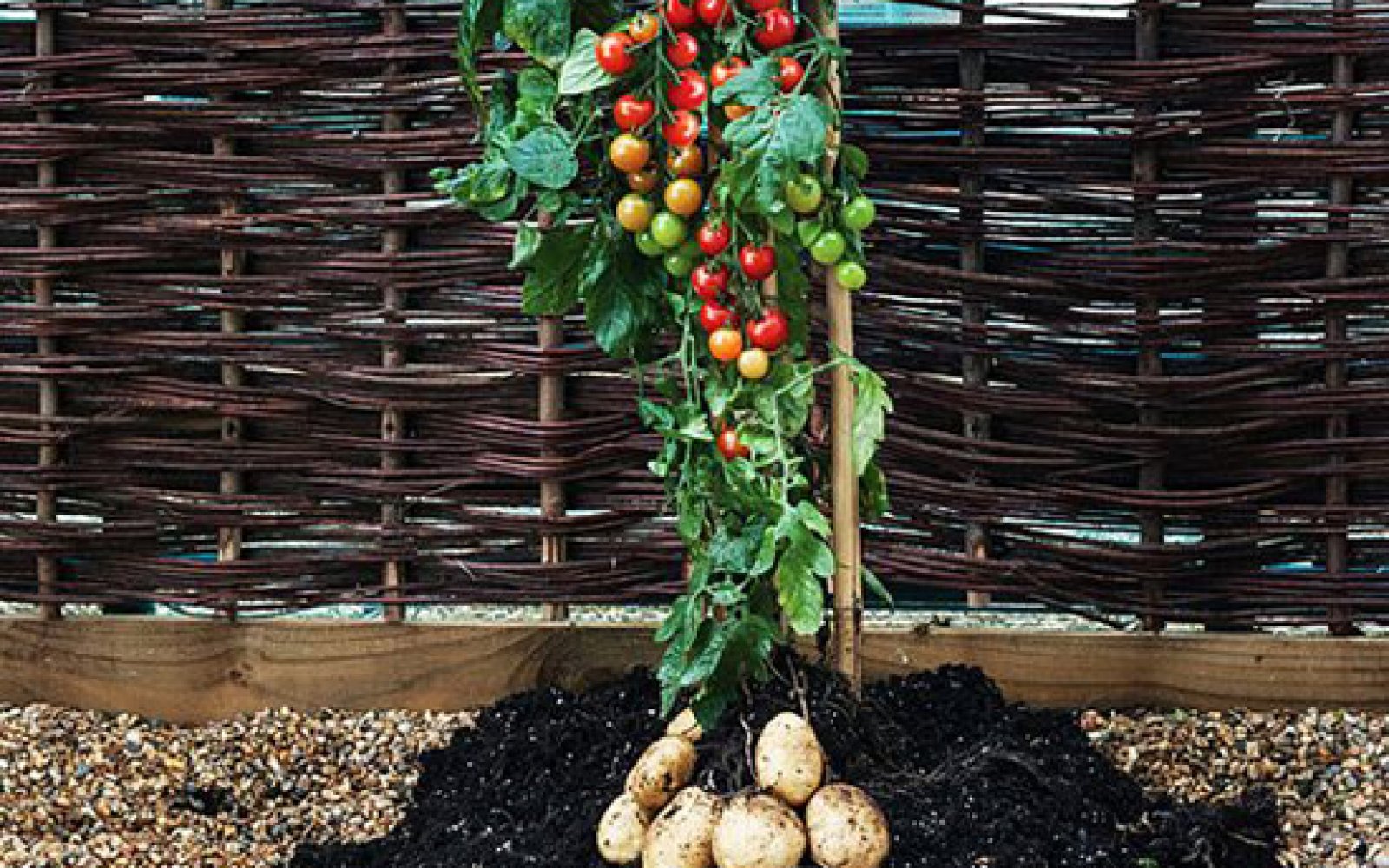 TomTato plant