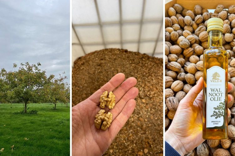 Veld 4 pioniert met Nederlandse walnotenteelt