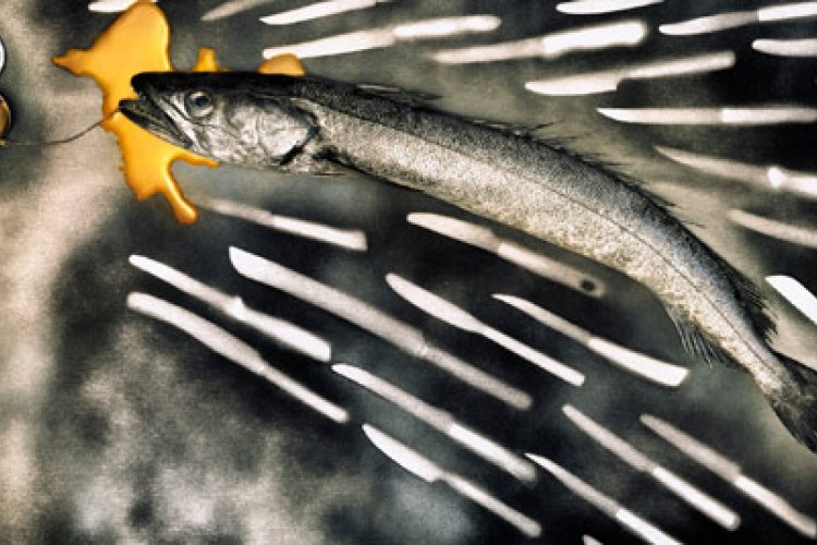 New magazine: Future of Fish