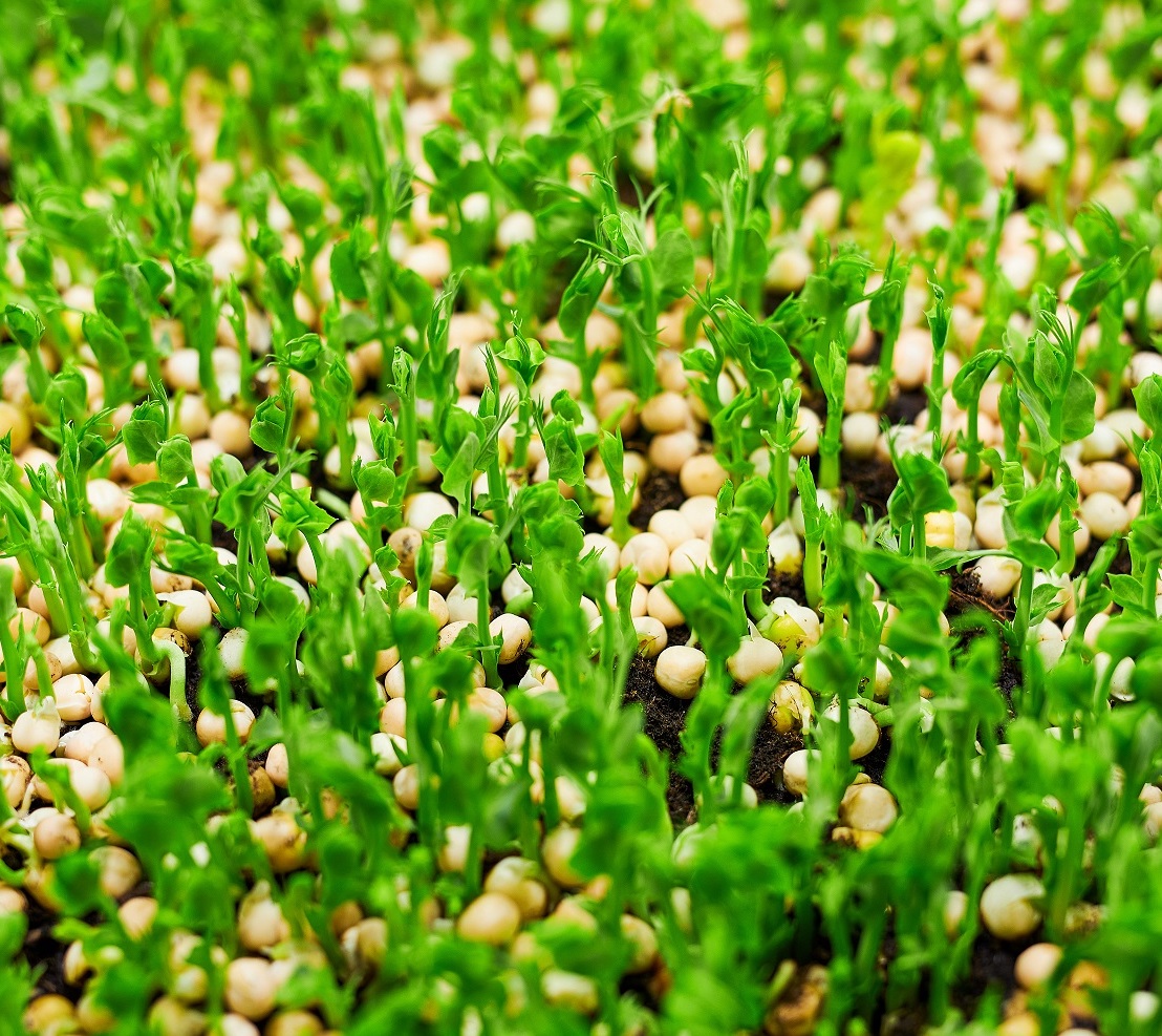 Straks kan ieder restaurant zijn eigen microgroenten kweken